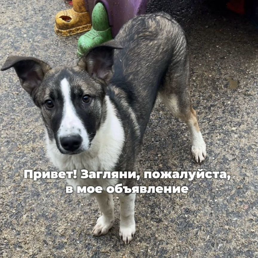 Щенок бесплатно в добрые руки