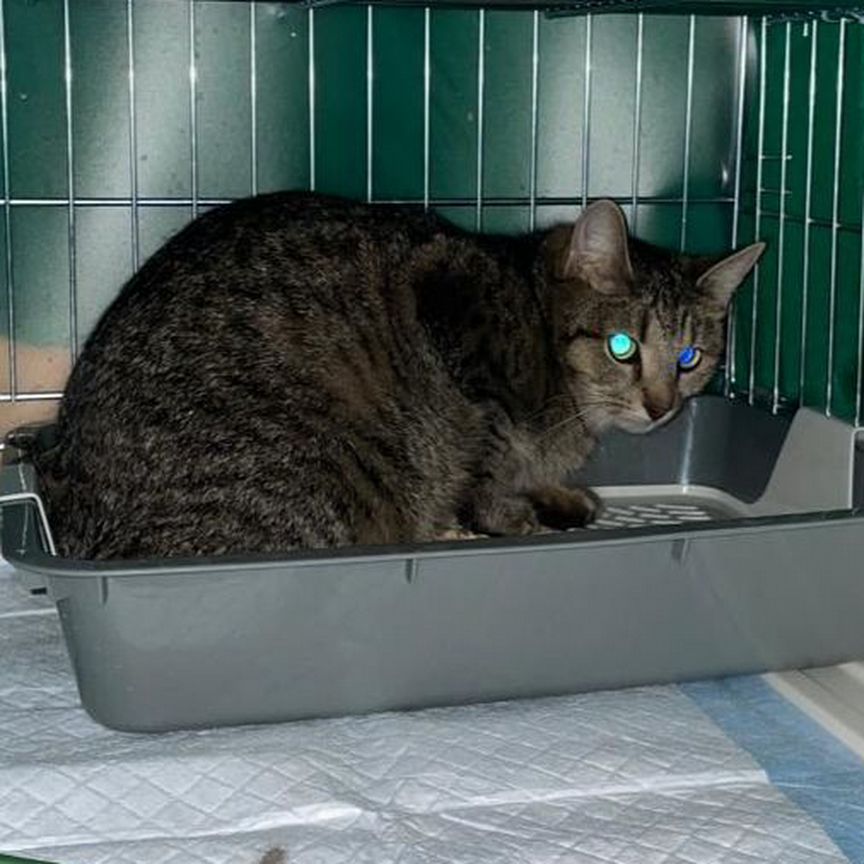 Кошечка, 10 мес., стерилизация с выпуском