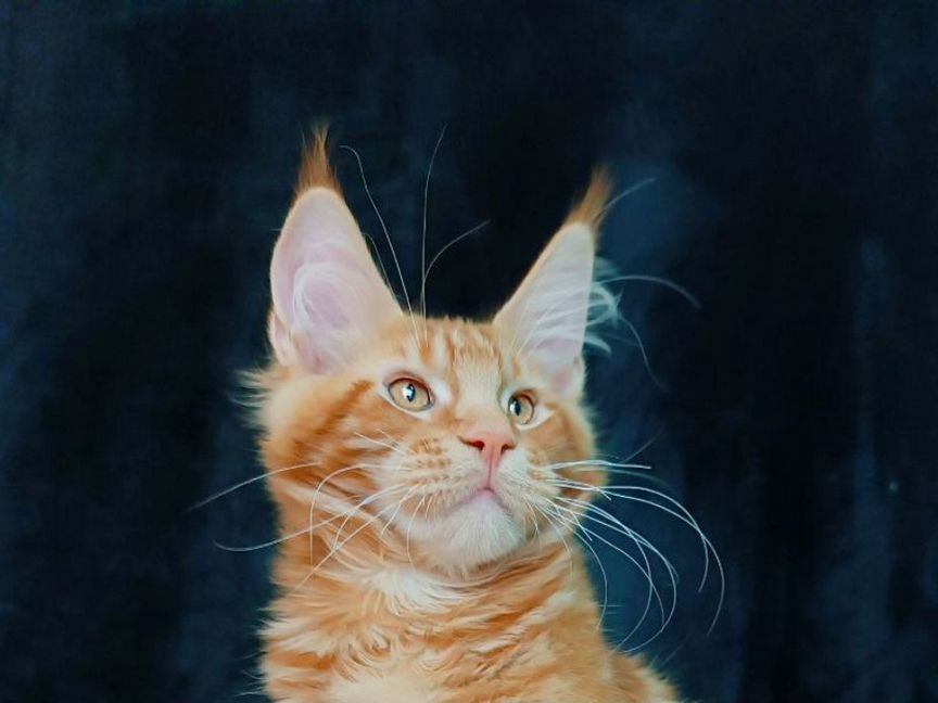 Брутальный малыш котенок Мейн кун
