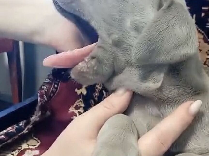 Шикарные Щенки Веймаранер Легавая РКФ охотничья