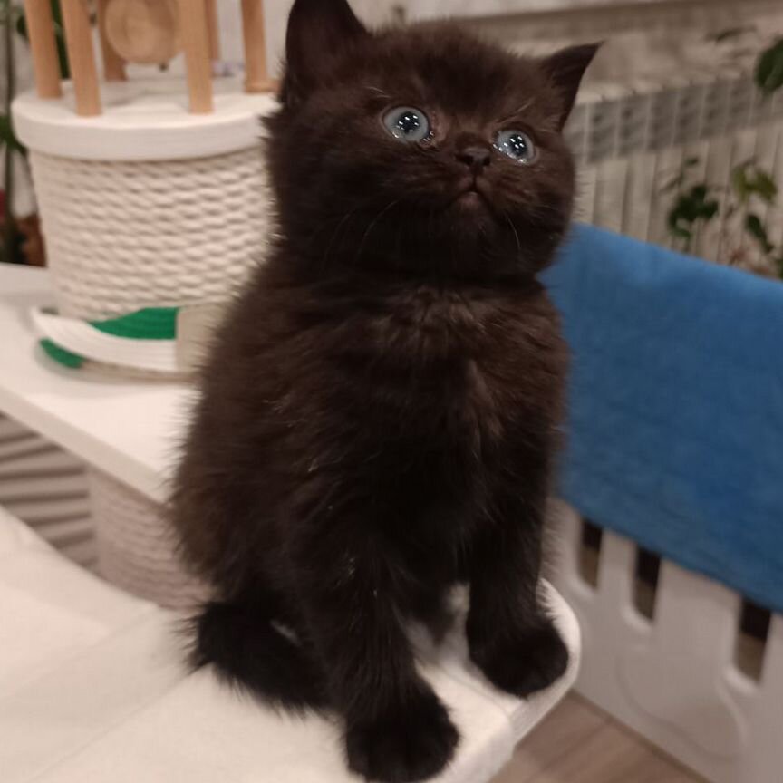 Британская кошечка