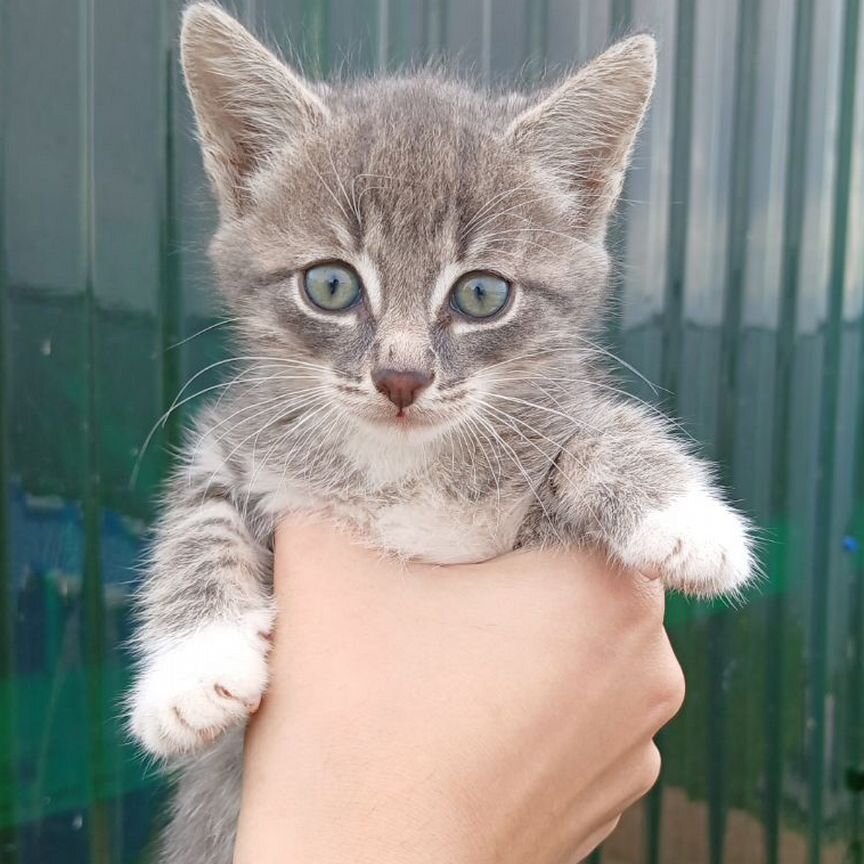 Котята в добрые руки бесплатно мальчик и девочка