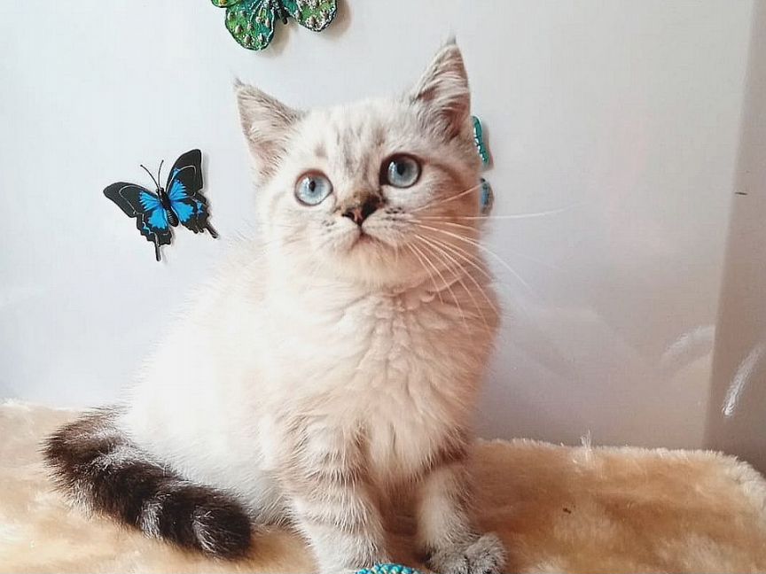 Шотландские котодетки колор-пойнт