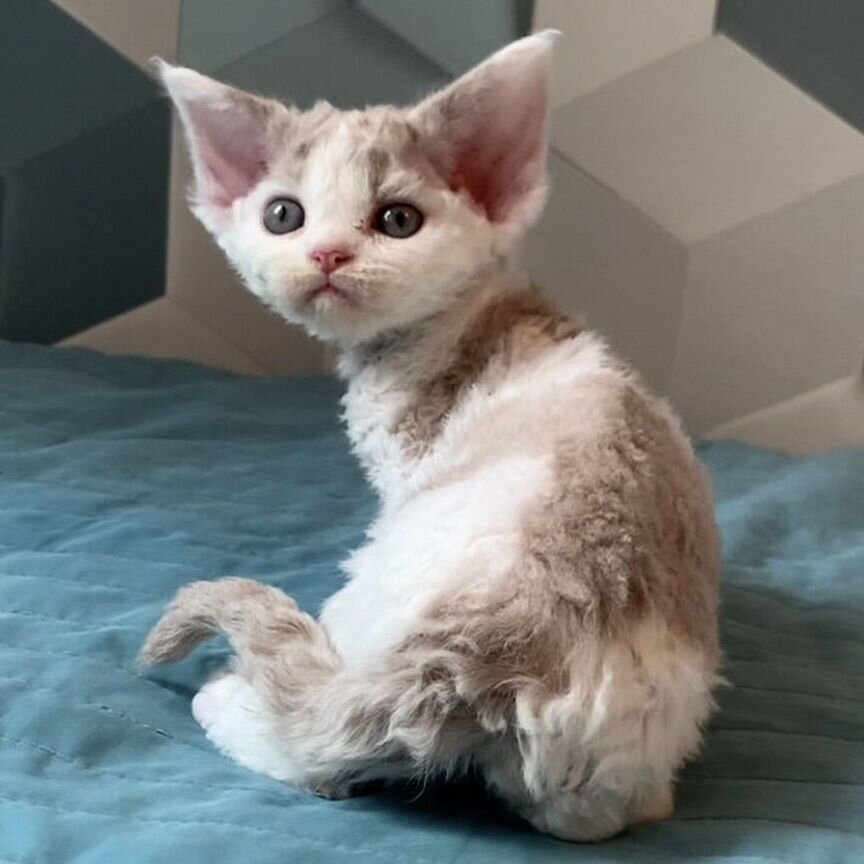 Девочка лиловая с белым