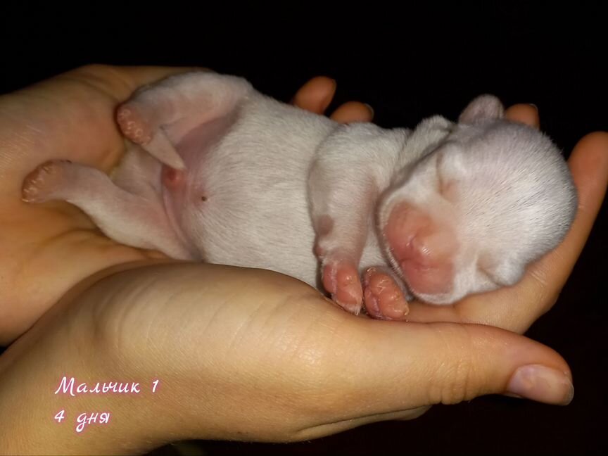 Щенки чихуахуа