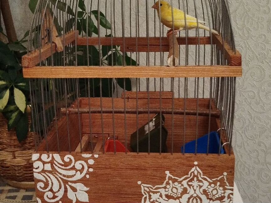 Кенар поющий