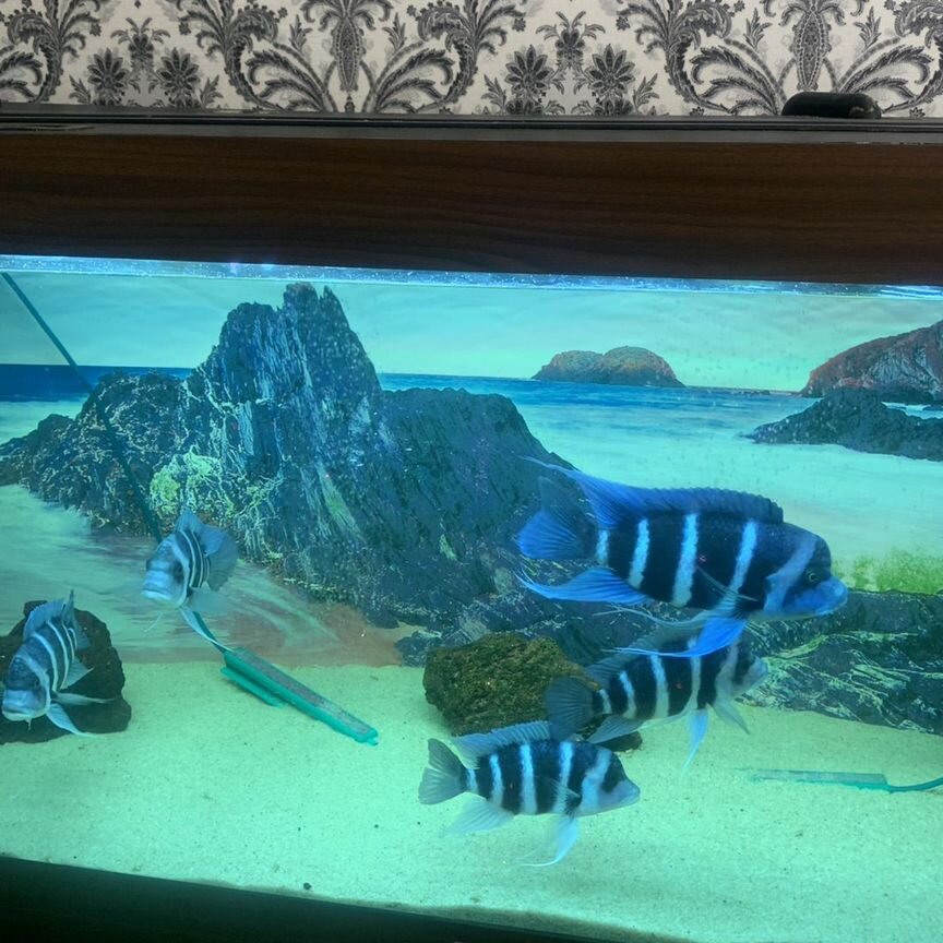 Фронтоза Блю Заир Моба F1