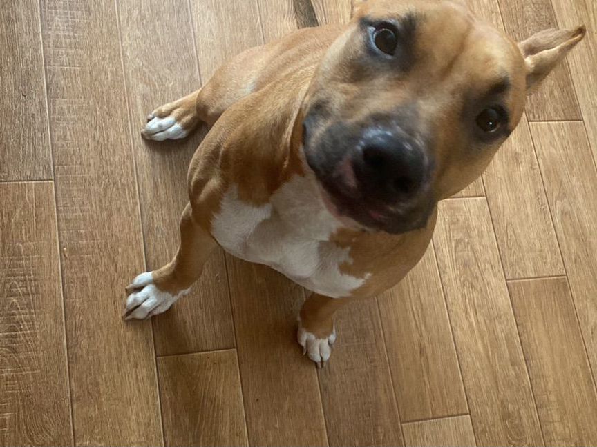 Стаффордширский терьер