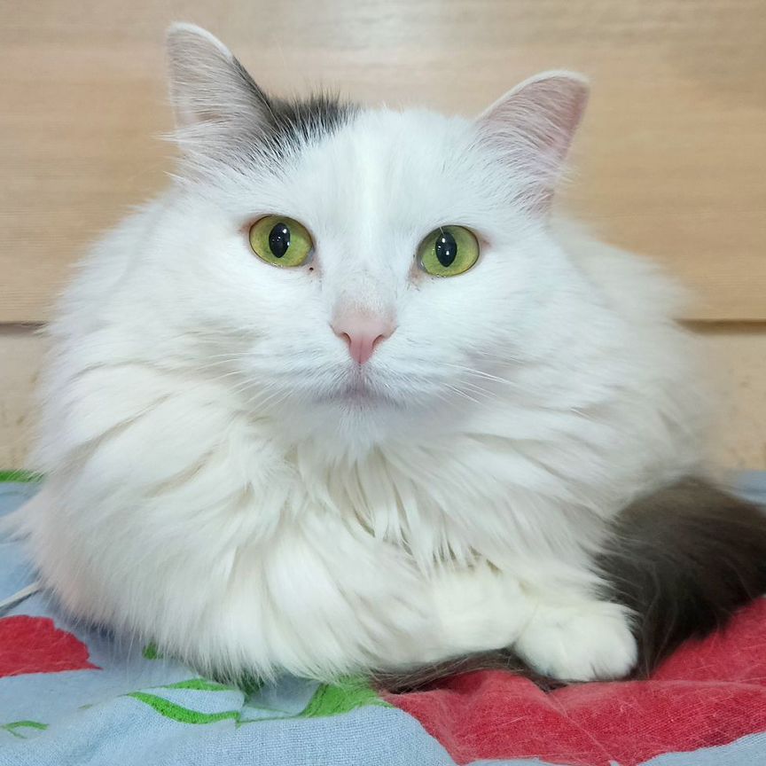 Взрослая, Девочка кошка в добрые руки