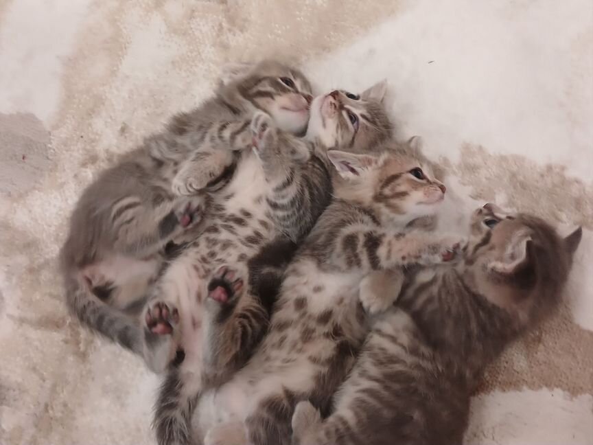 Щотландские котята