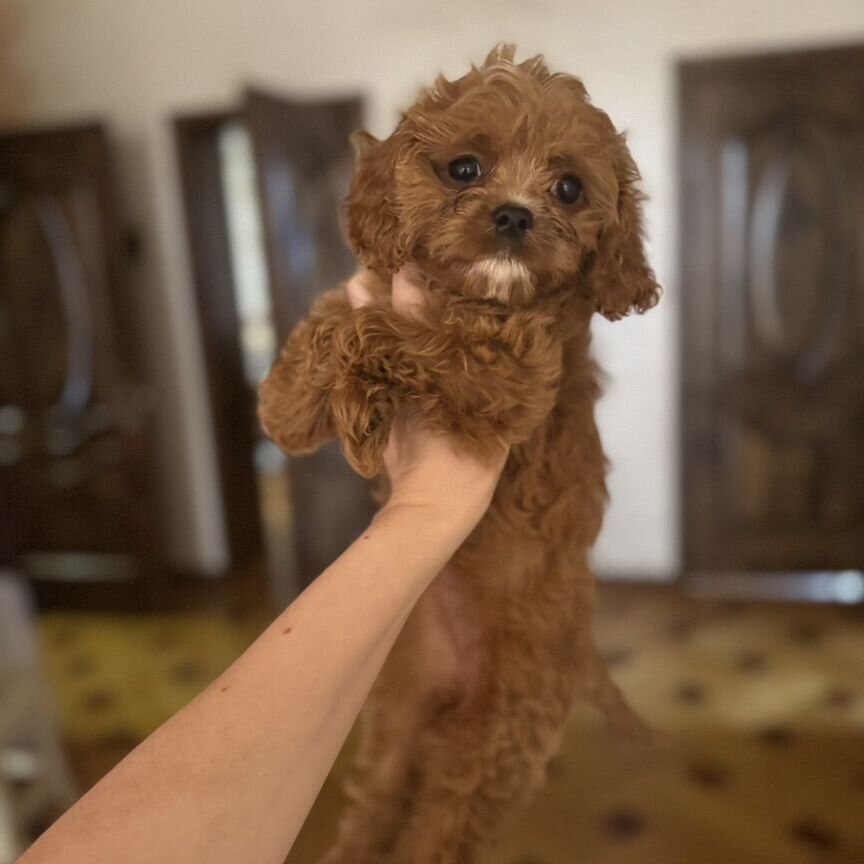 Мальтипу от Китай пуделя и мамы крови Корея