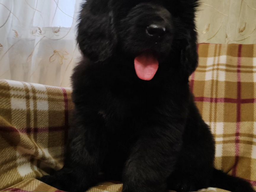 Щенки ньюфауленда. Ньюфомишки