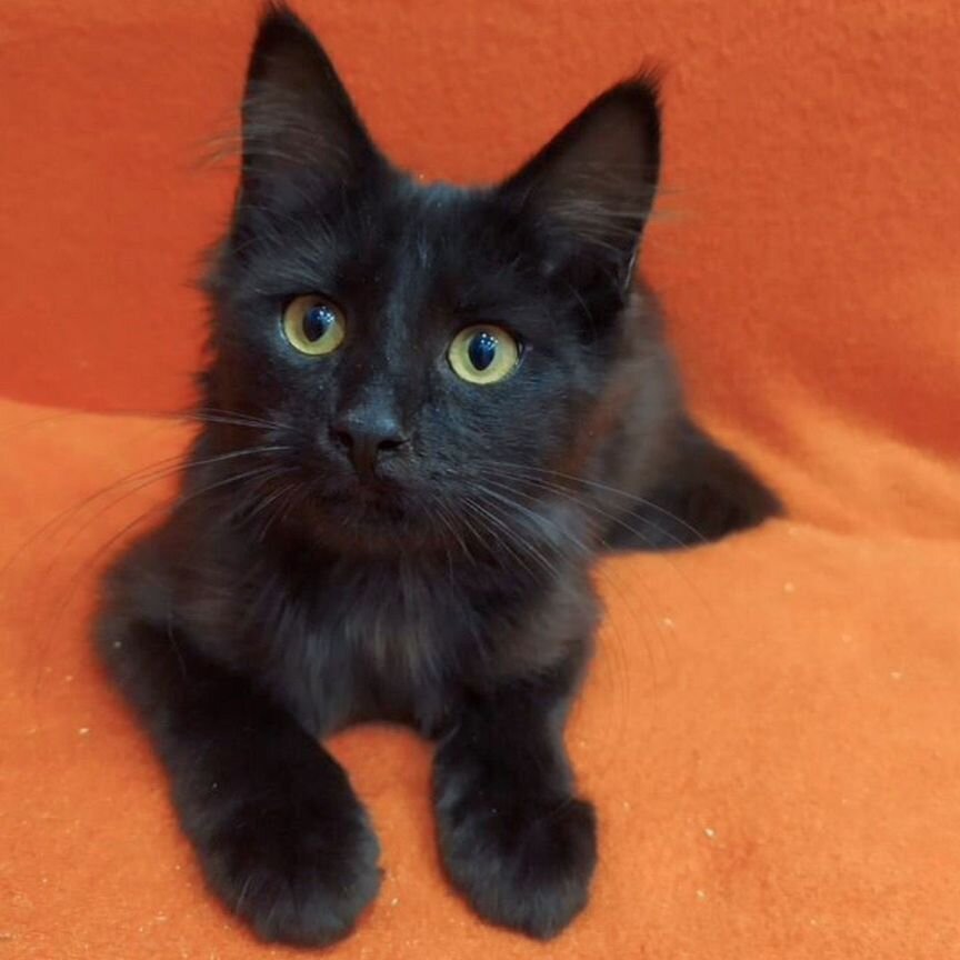 Котенок мальчик в добрые руки