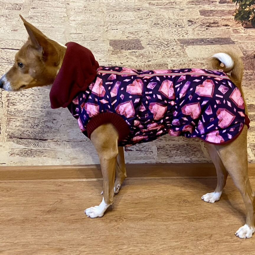 Одежда для басенджи