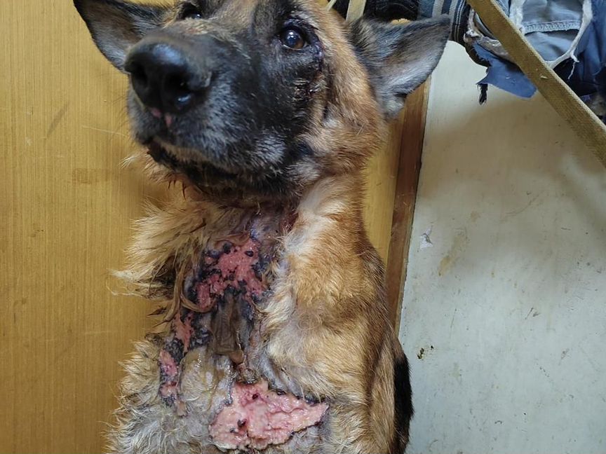 Бельгийская овчарка