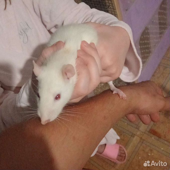 Декоративная крыса