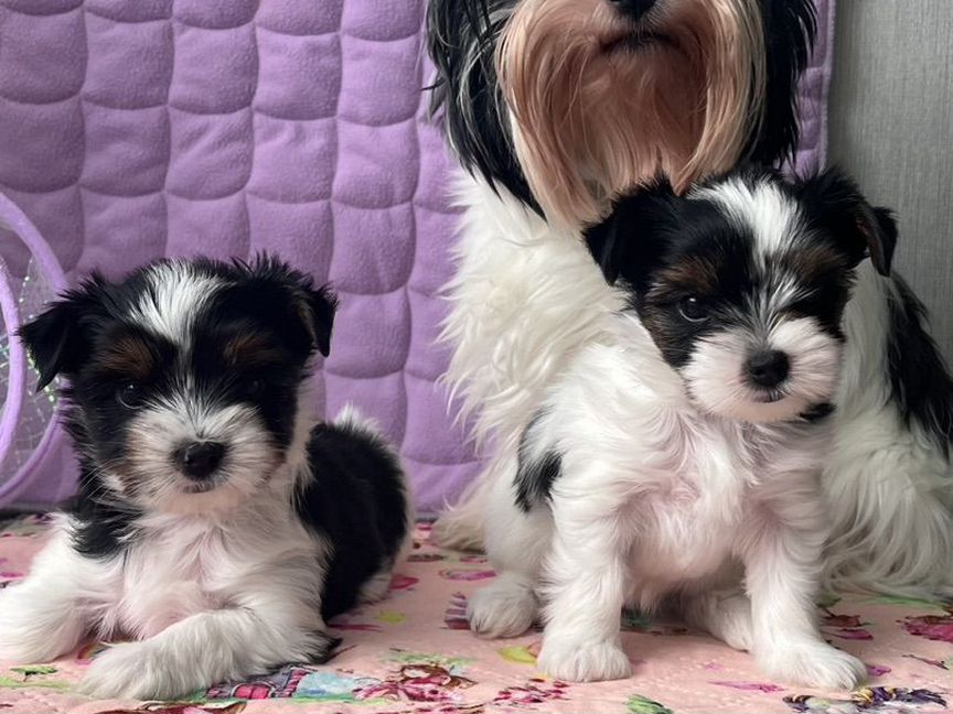 Бивер щеночки