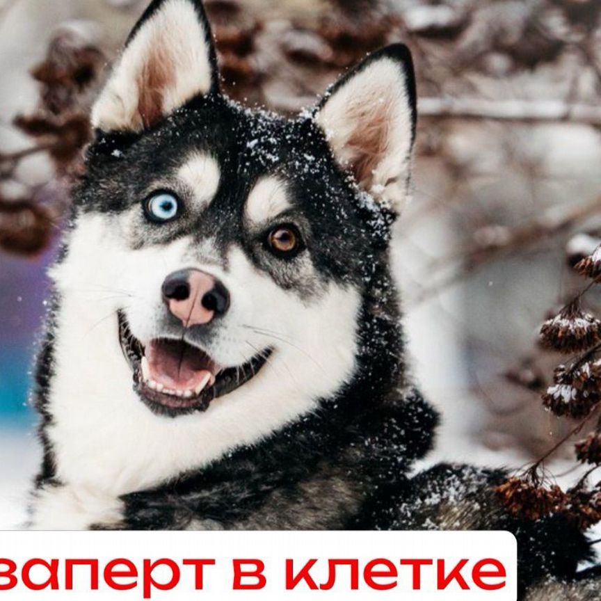 Взрослый пёс в добрые руки