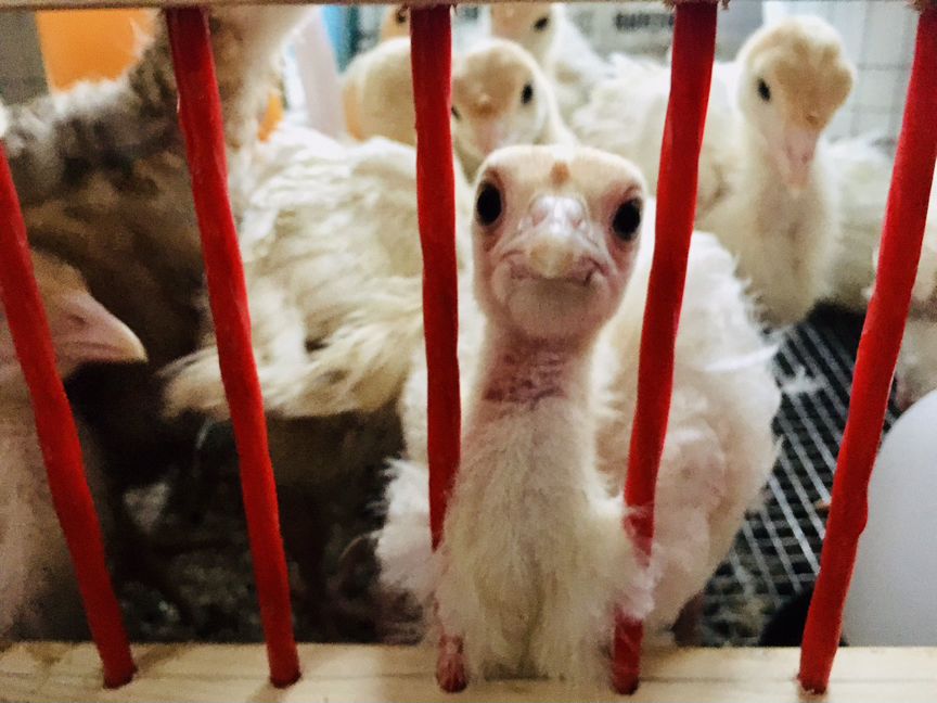 Индюшата Биг-6,селадоны