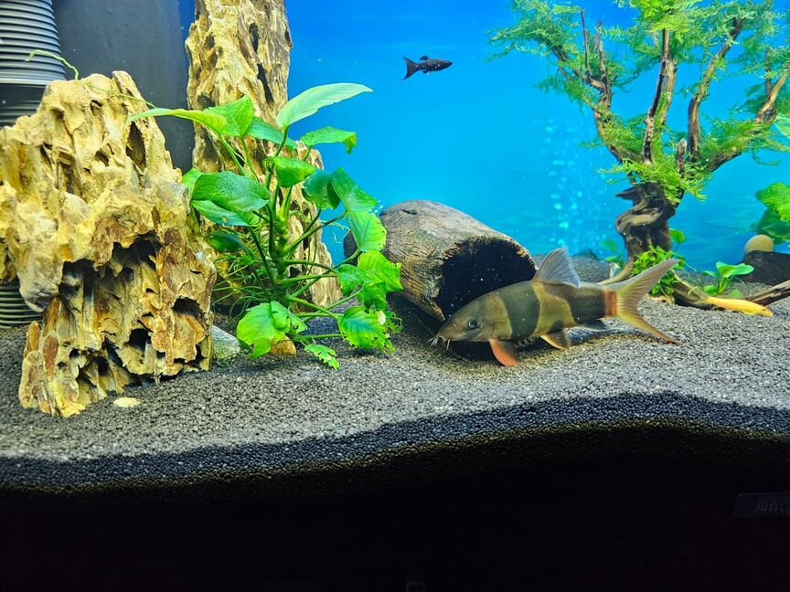 Боция Клоун