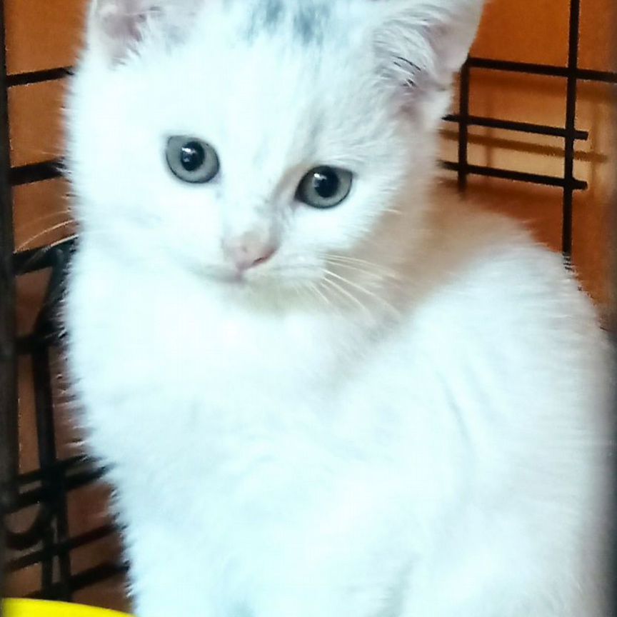 Котенок Марсель