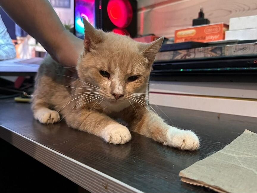 Котенок в добрые руки