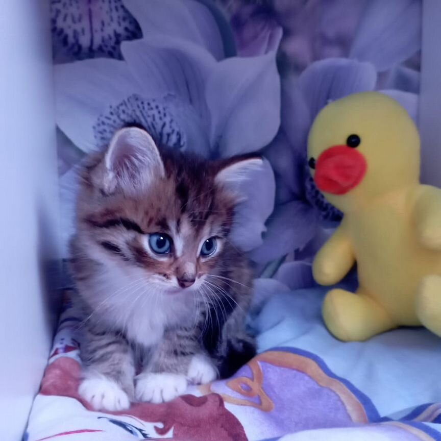Котёнок