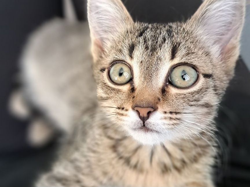 Отдам котёнка 3 мес