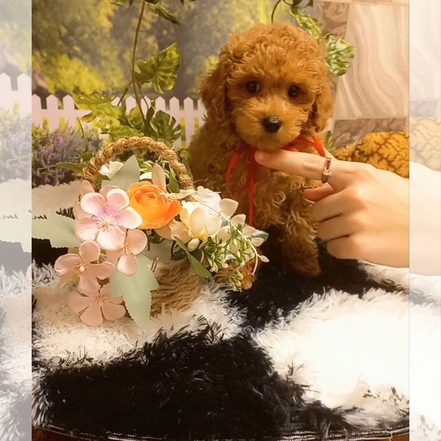 Той-пудель, щенок