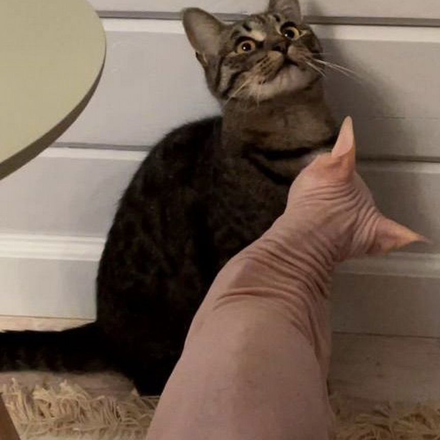 Кошка в добрые руки