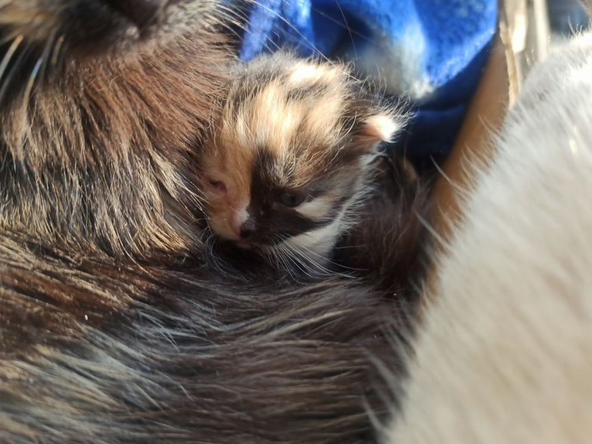 Котёнок и взрослая кошка