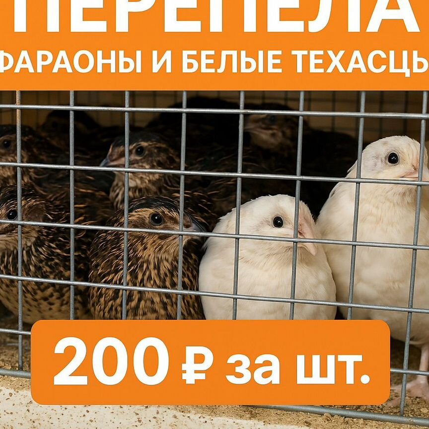 Перепела фараоны и белые техасцы