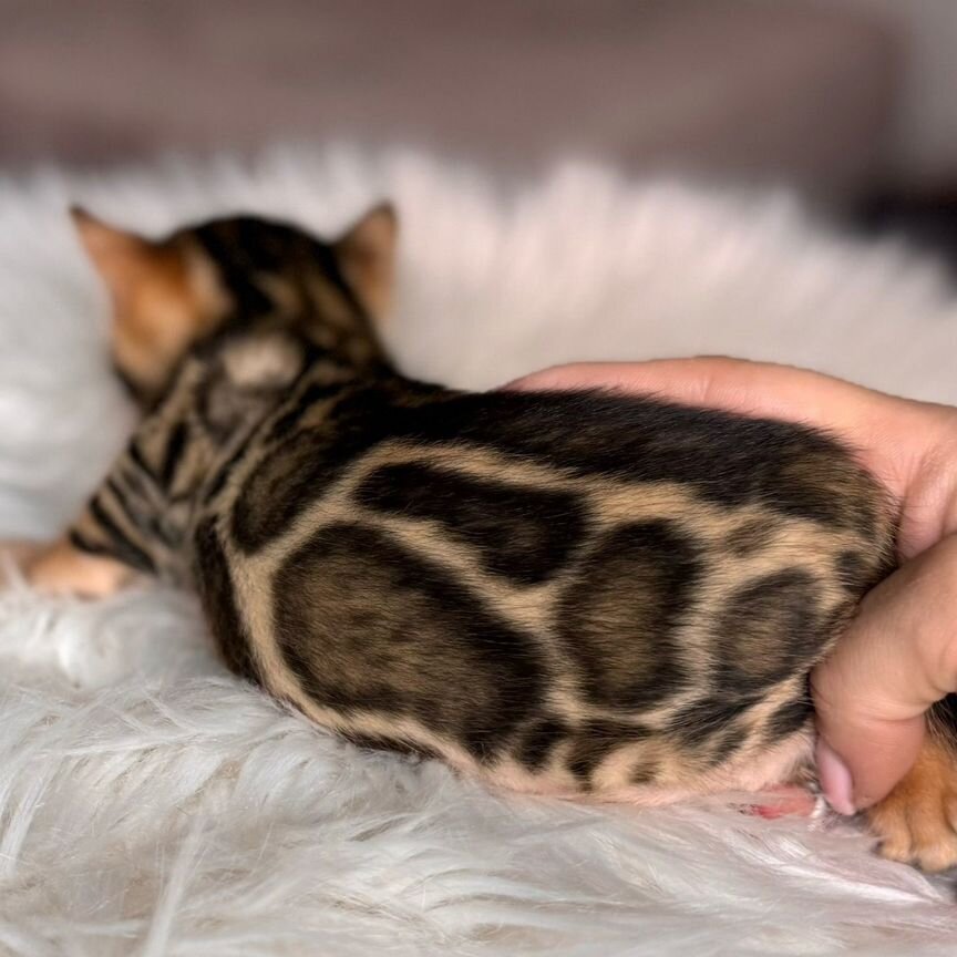 Мальчик от заводчика