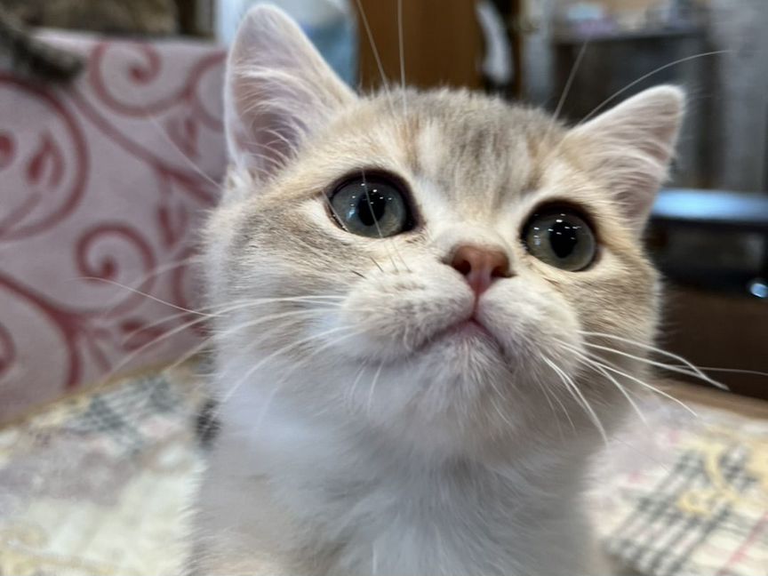 Шотландский котик эксклюзивного окраса