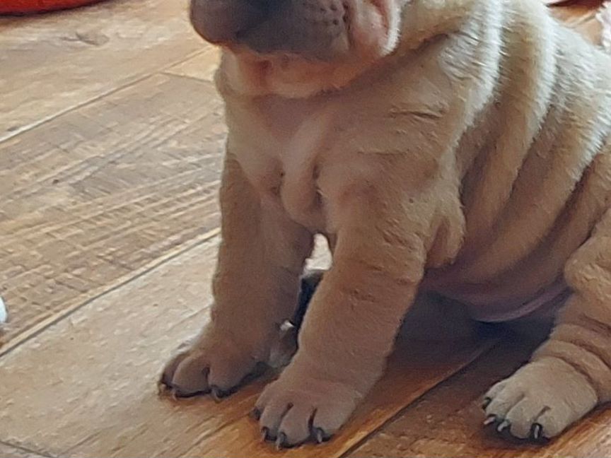 Плюшевые шарпейчики