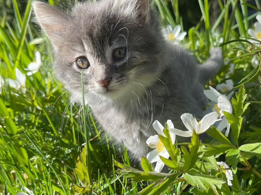 Маленький котенок от домашней кошки