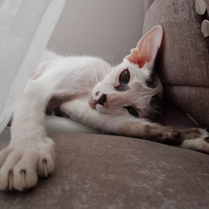 Канадский сфинкс