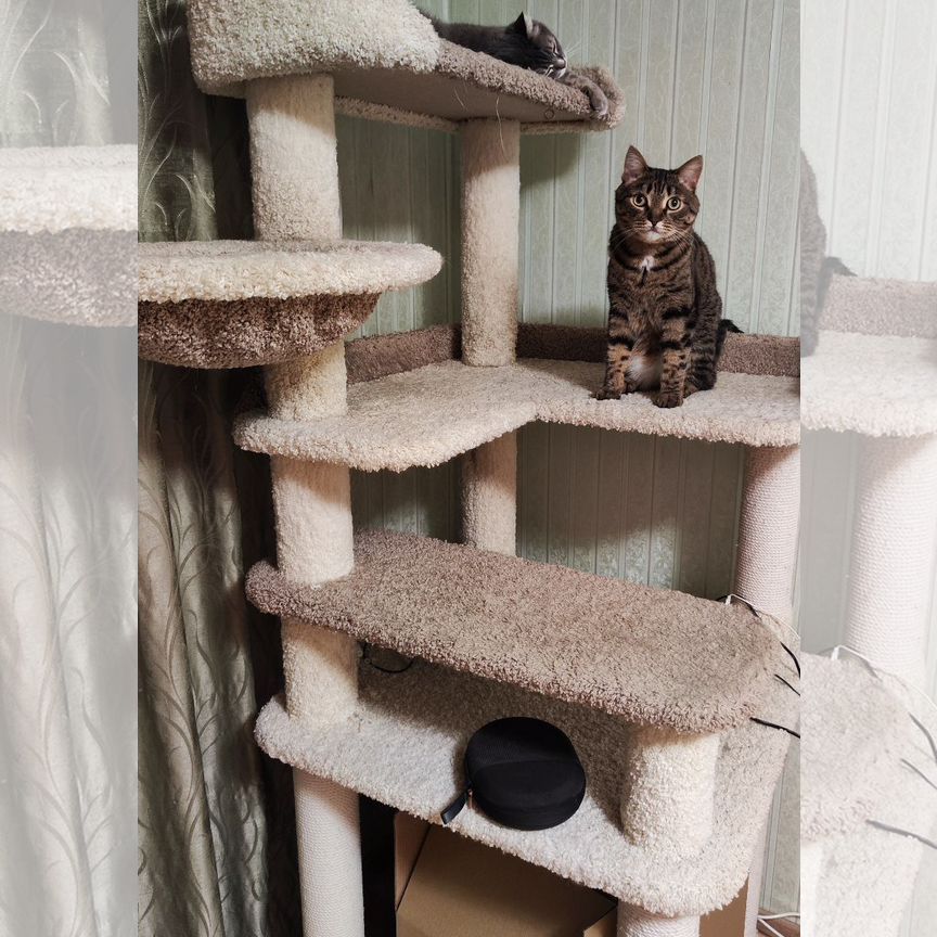 Когтеточка для кошек