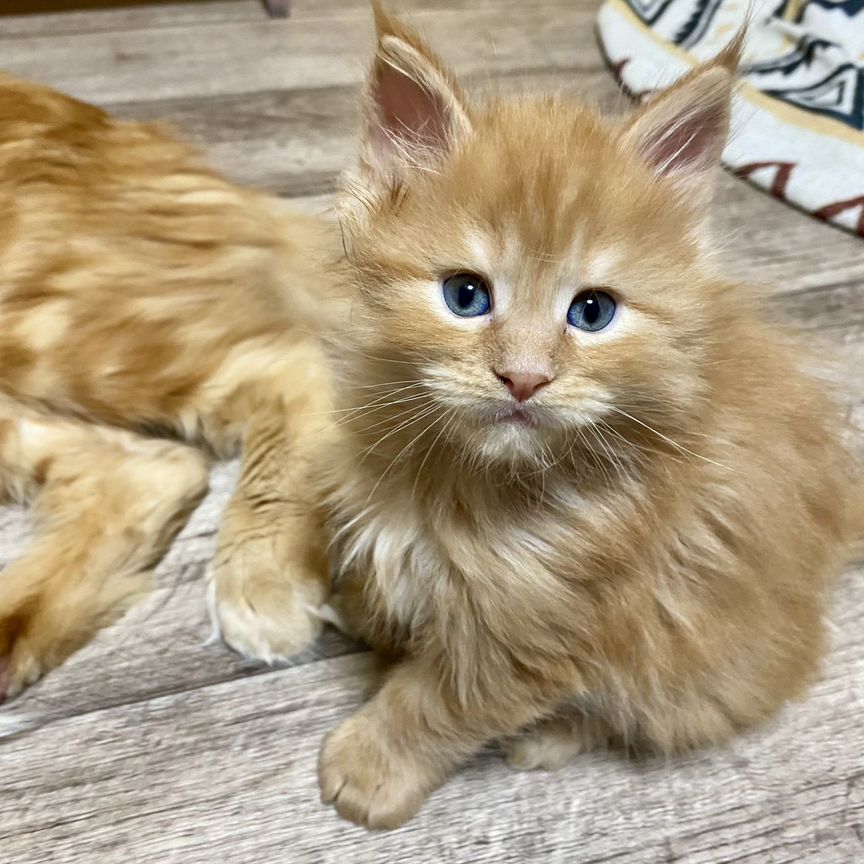 Мейн-кун котёнок