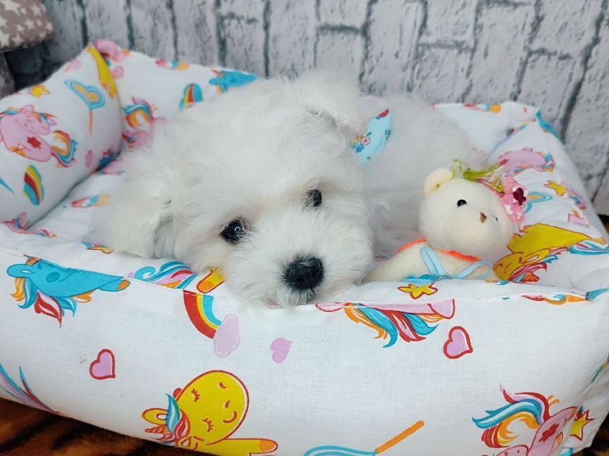 Бишон фризе мини девочка