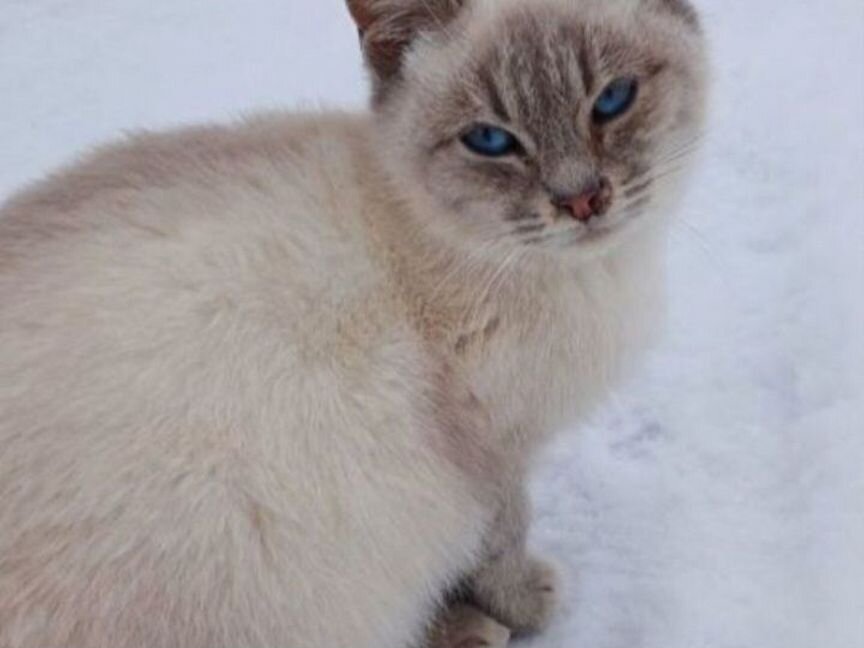 Тайская кошка в добрые руки