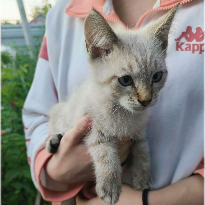 Котята в добрые руки 1 месяц