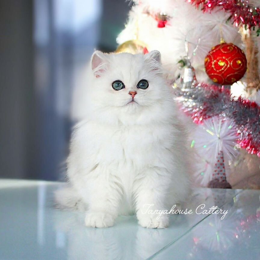 Британские котята