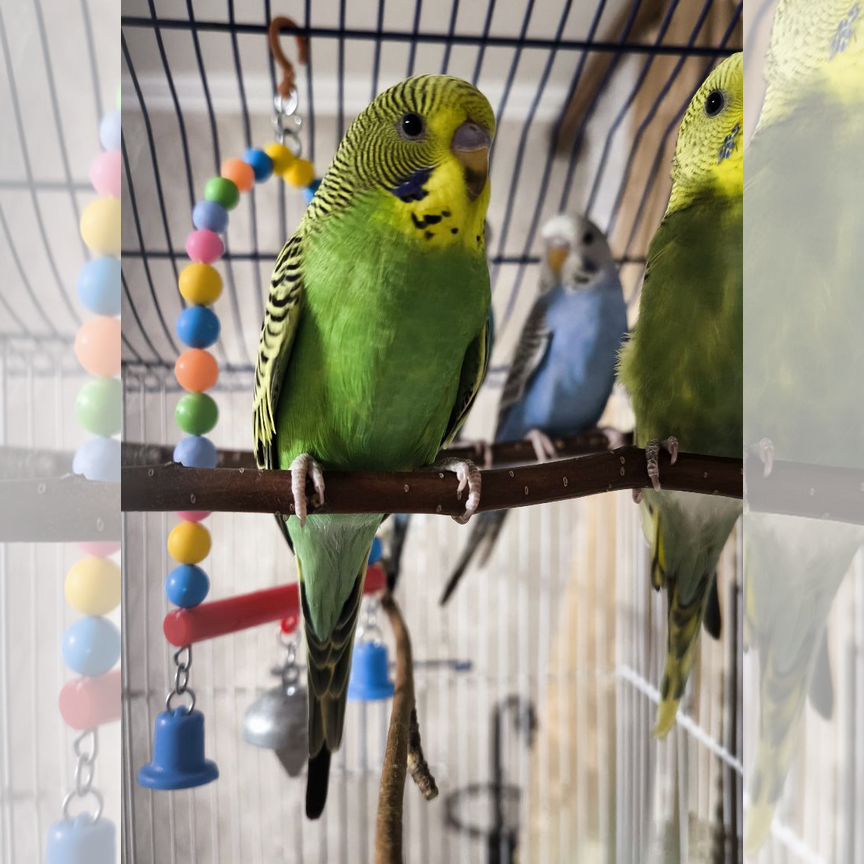 Птенцы волнистый попугай