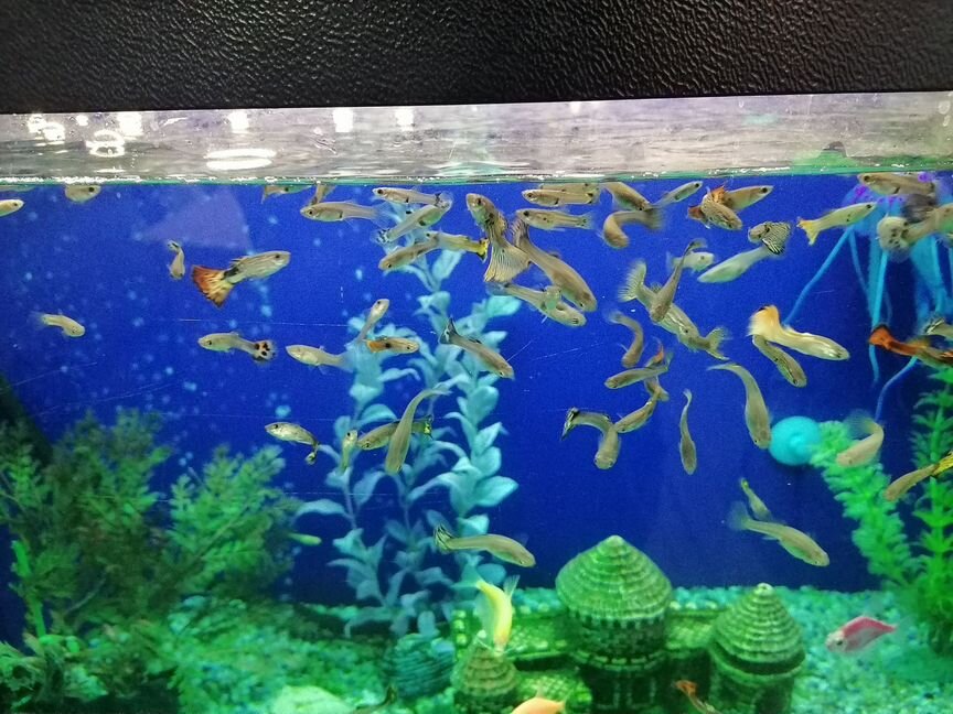 Аквариумные рыбки Гуппи отдам бесплатно