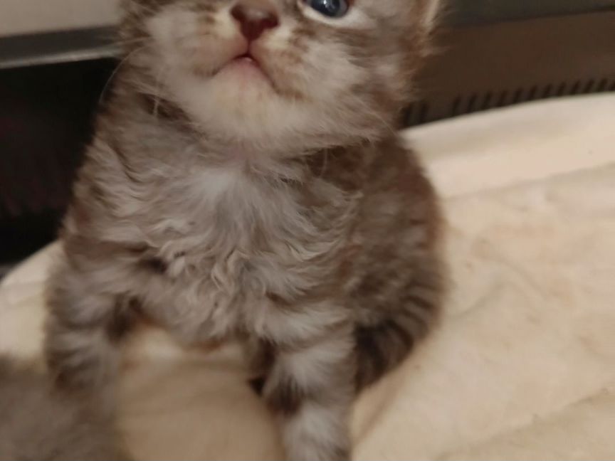 Британские котята