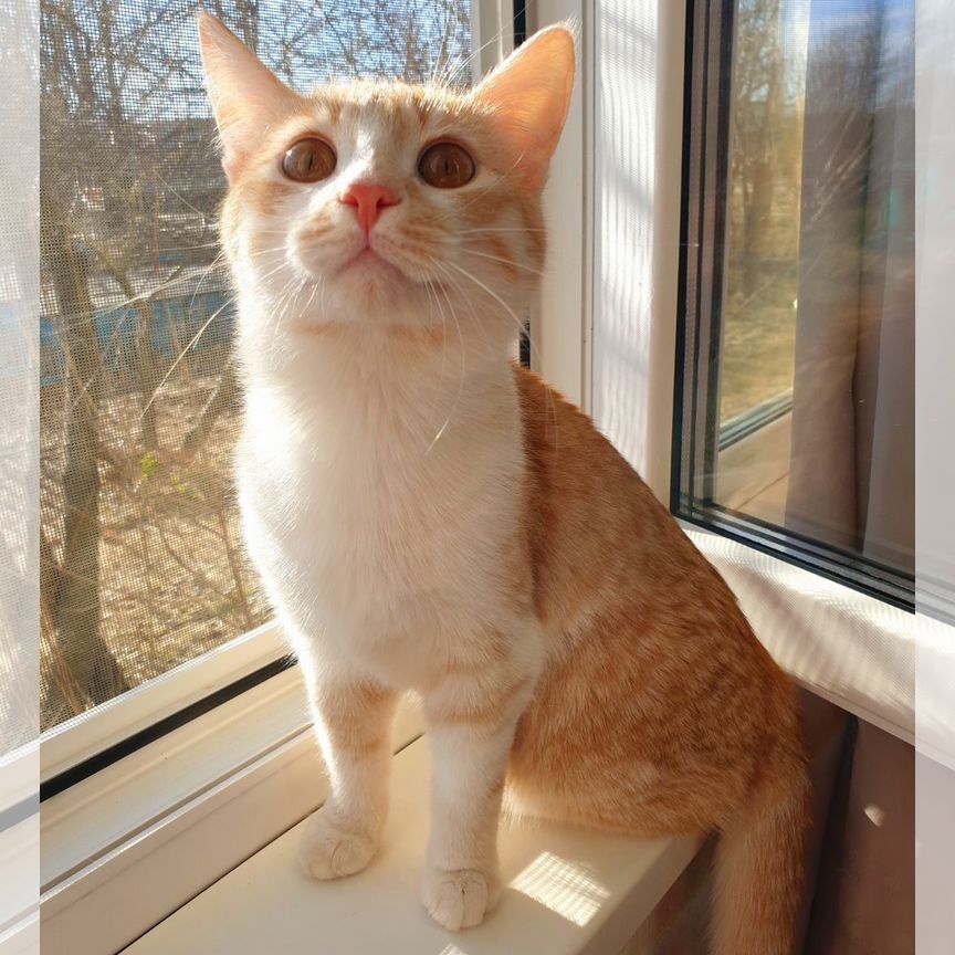 Рыжий котик Яша