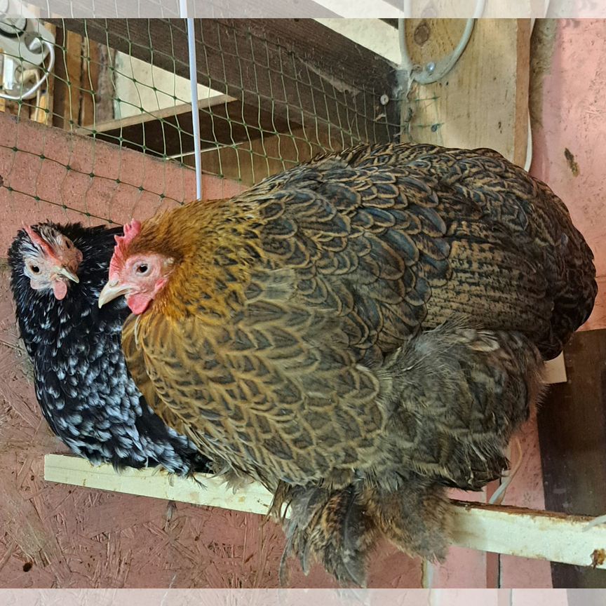 Куры карликовый кохинхин