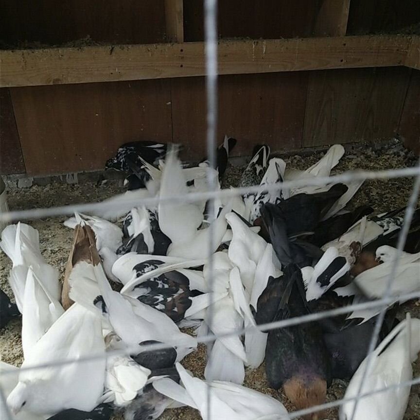 Продажа голубей