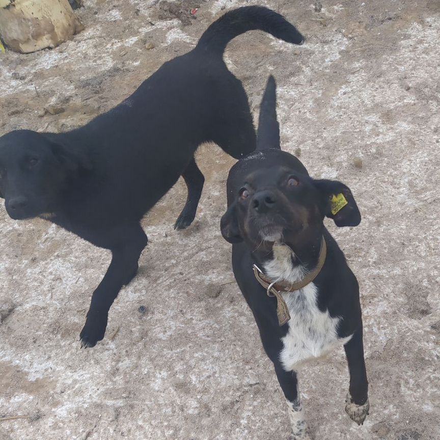 Взрослая собака в добрые руки